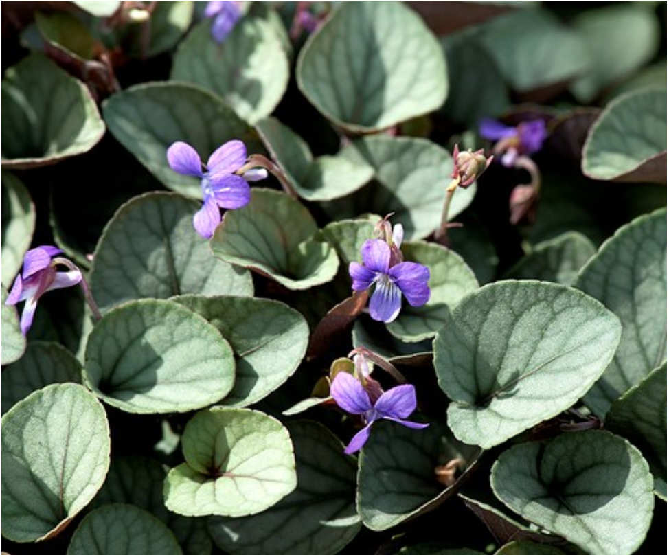 Member Plant Dividends 2025 - Friends of The Frelinghuysen Arboretum